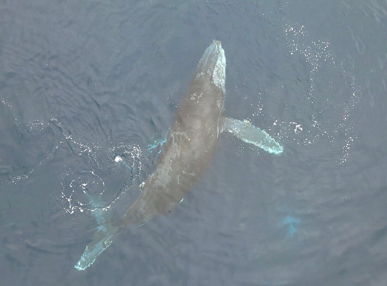 How Whales Help Fight Climate. Learn about whale's role in the fight.