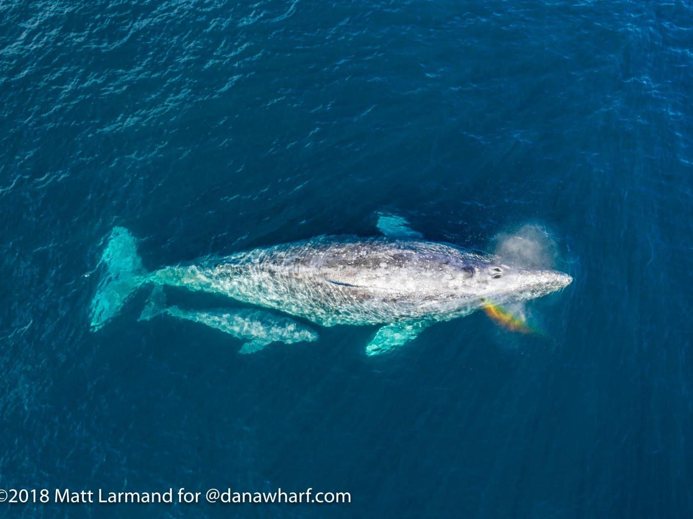 Understanding Whale Communication: Sounds and Signals
