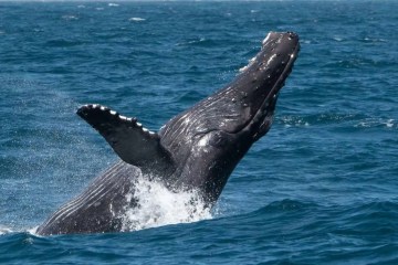 EPIC Whale Watching 4 hour adventure | Dana Wharf