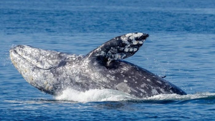 EPIC Whale Watching 4 hour adventure | Dana Wharf