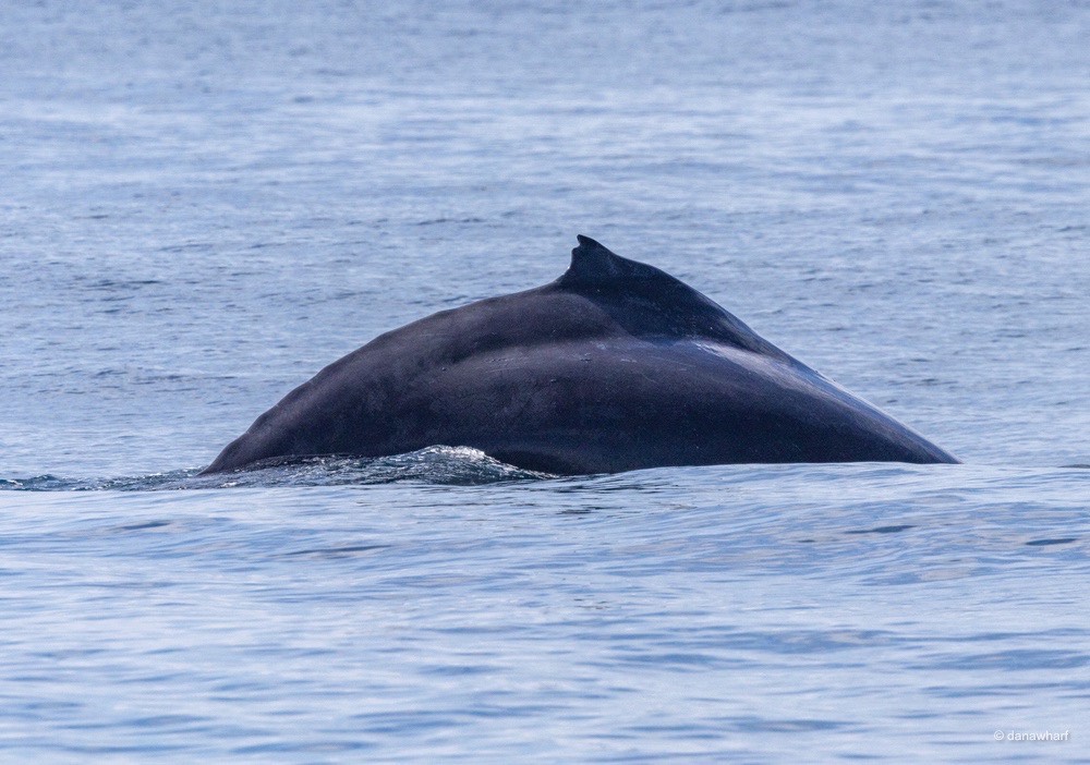 Finback Whale Facts: The Second Largest Whale Species