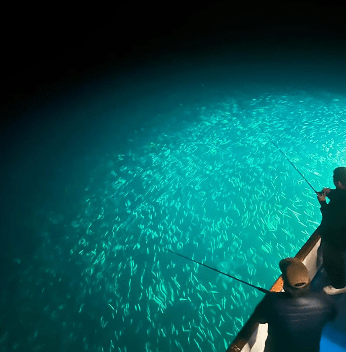 Twilight Fishing in Dana Point | Night Fishing Charters at Dana Wharf